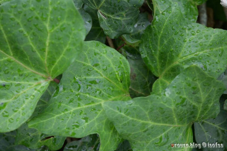 Z30で毎日写真を撮る縛りスタート!!! 一日一撮・博多うろうろSNAP[2022年11月] | urouro.blog