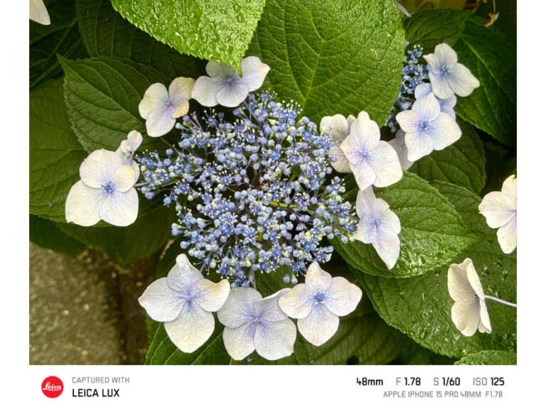 Leica LUX なんでもそれっぽく見える魔法の帯・横写真編。 | urouro.blog